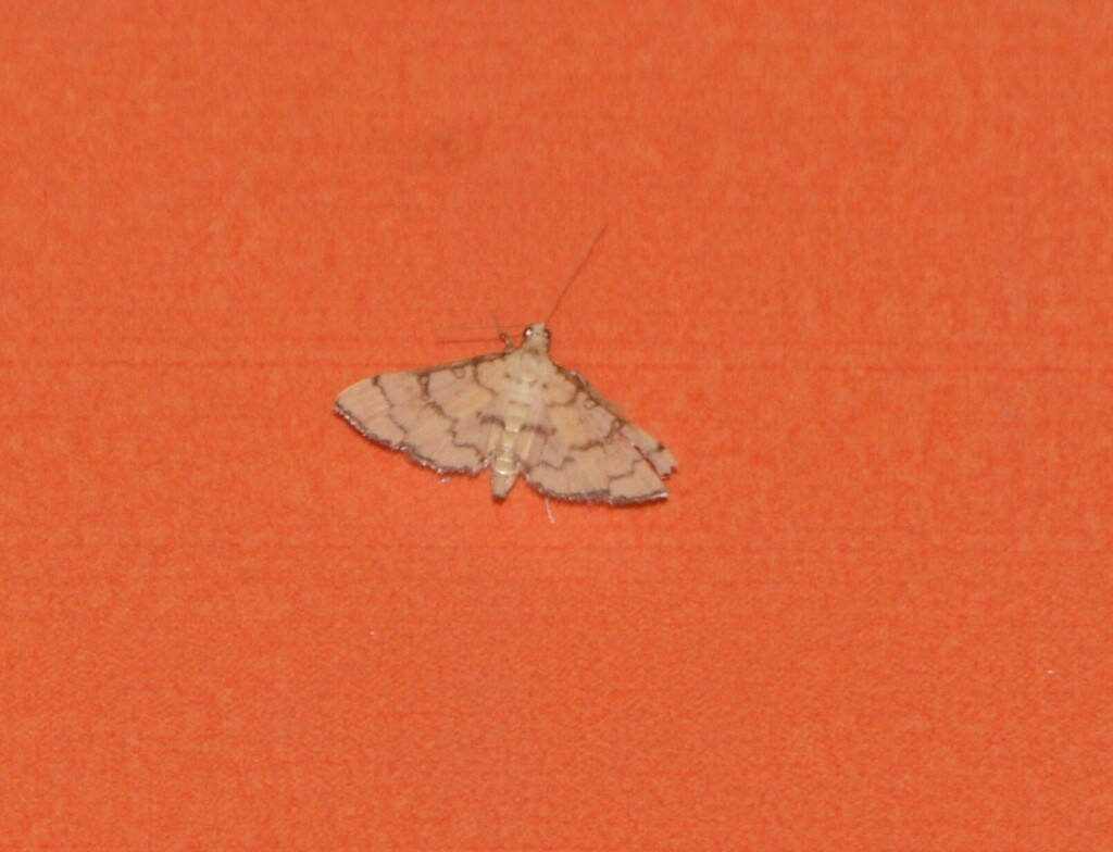 Hollow-spotted Blepharomastix Moth from Bahía de Banderas, Nayarit ...