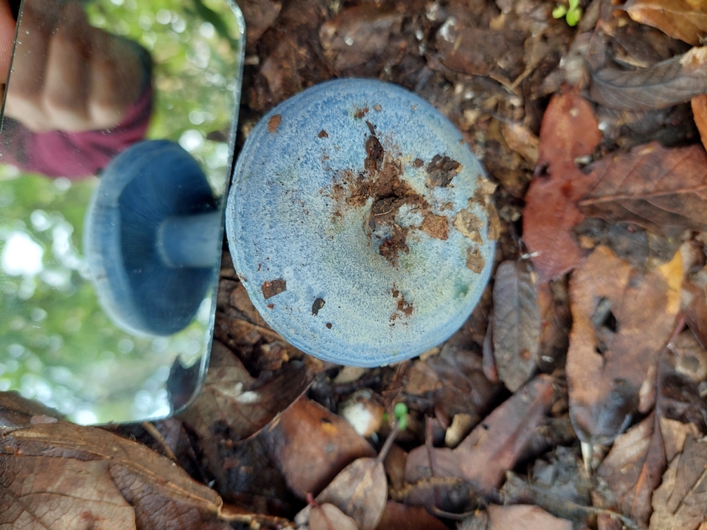 Hongo azul desde 46754 Jal., México el 06 de agosto de 2024 a las 08:53 ...