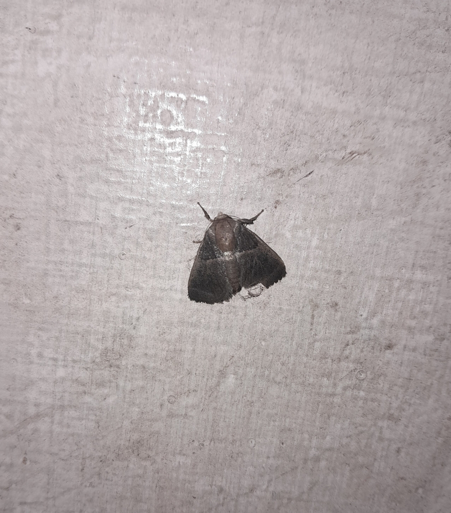 Griseothosea from VH6W+J7M, Koothattukulam, Kerala 686662, India on ...