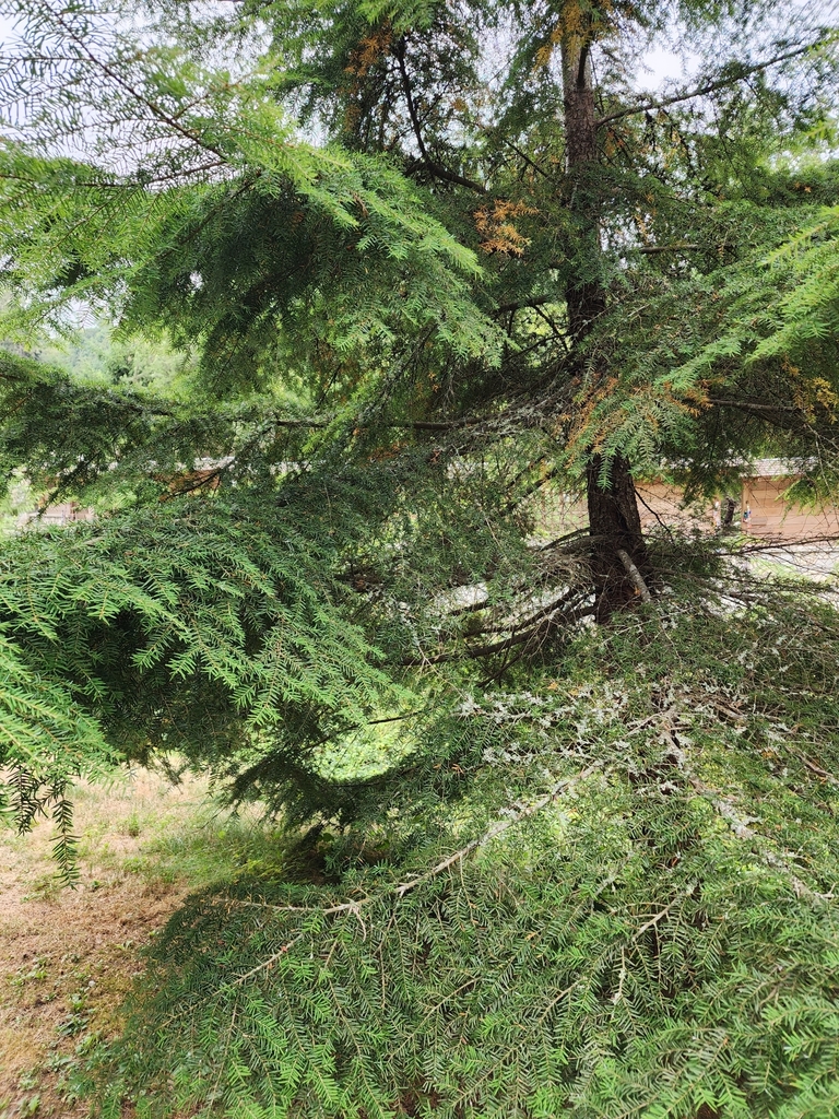 western hemlock from Bainbridge Island, WA 98110, USA on August 7, 2024 ...