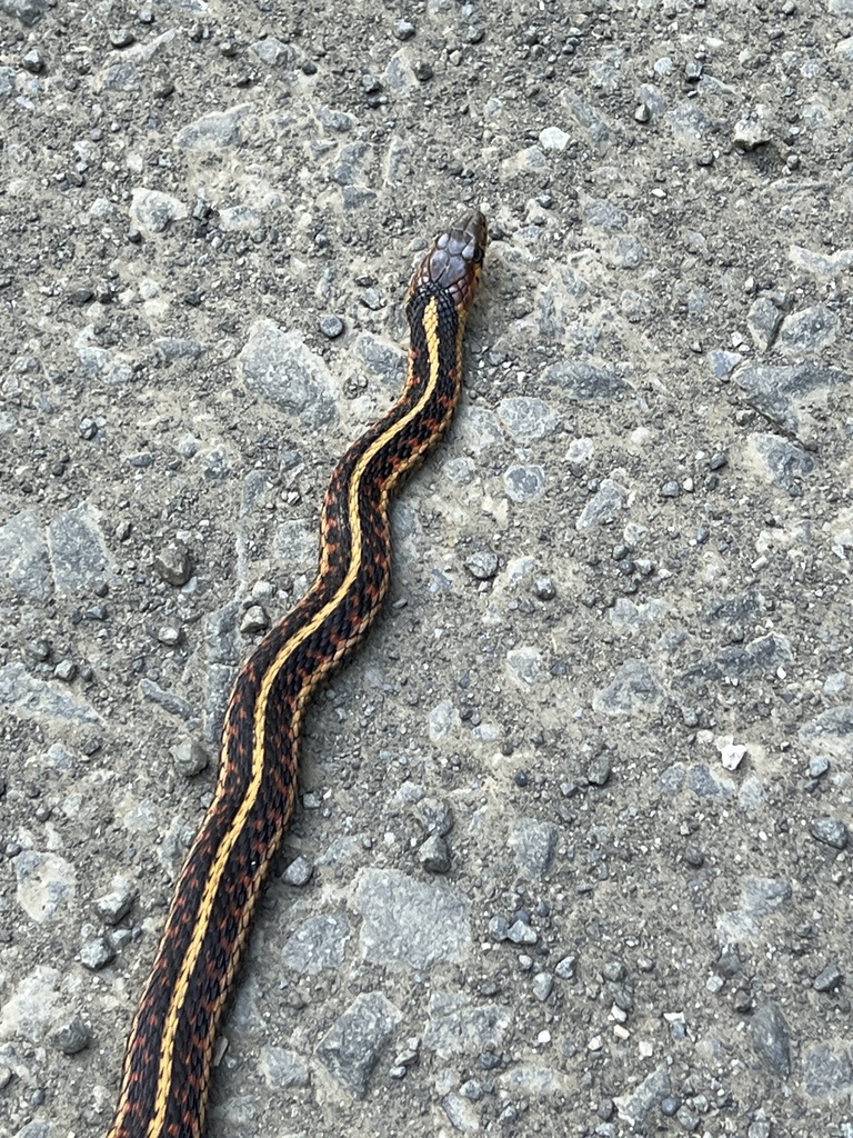 Common Garter Snake from Olympic National Park, Forks, WA, US on July ...