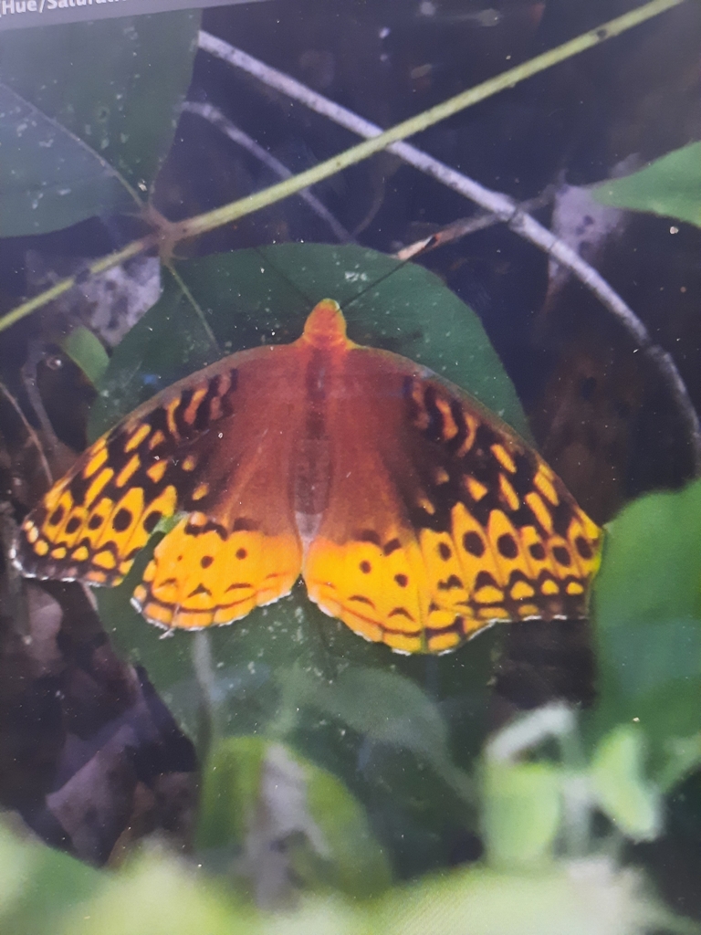 Great Spangled Fritillary from South Four Corners, Silver Spring, MD ...