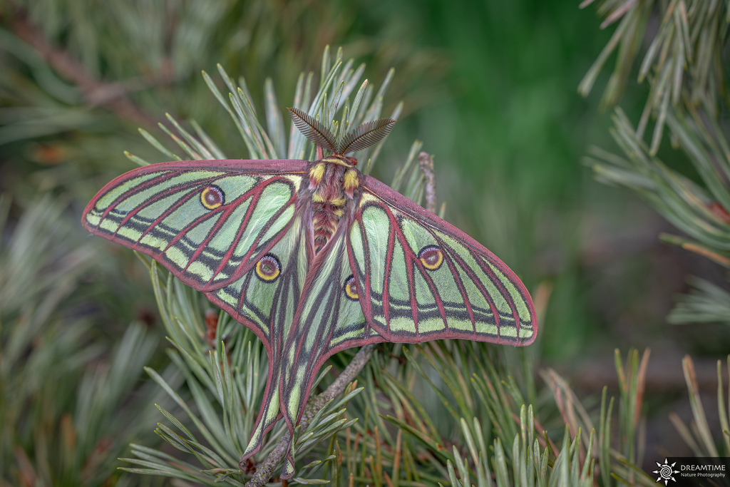 Spanish Moon Moth in May 2024 by Julien Rouard - Dreamtime Nature ...