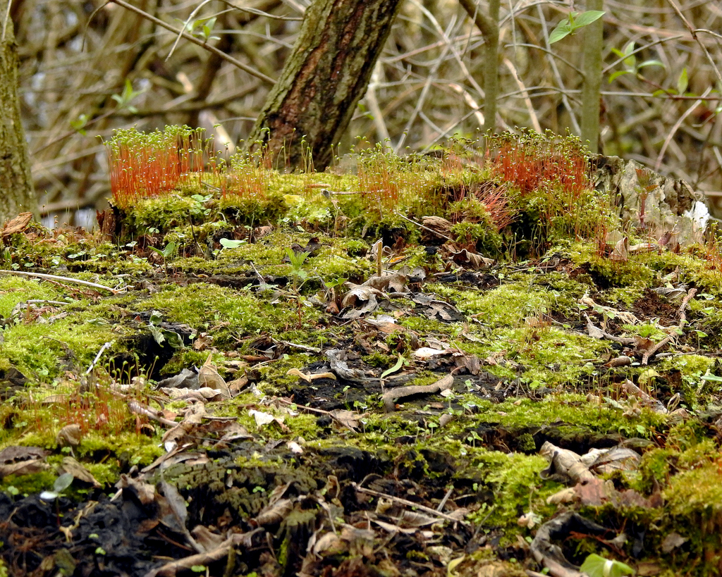 creeping feather-moss from Lucas County, OH, USA on May 9, 2019 by ...