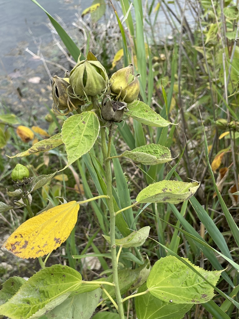 swamp rose mallow from The Ohio State University, Columbus, OH, US on ...