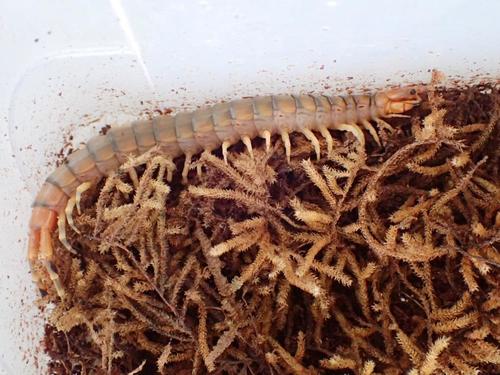 Giant Centipede Barbados