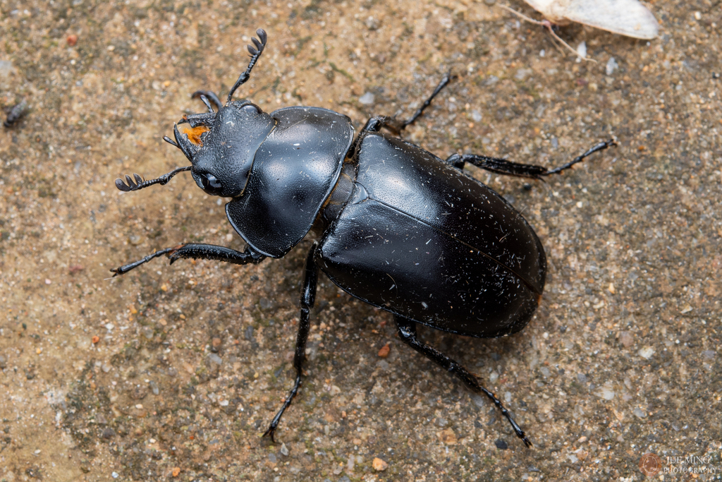 Lucaninae from 中国五指山市五指山国家级自然保护区 邮政编码: 572215 on May 30, 2024 at 12:36 ...