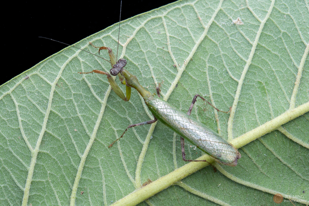 Acromantis from 中国五指山市五指山国家级自然保护区 邮政编码: 572215 on May 30, 2024 at 02:58 ...