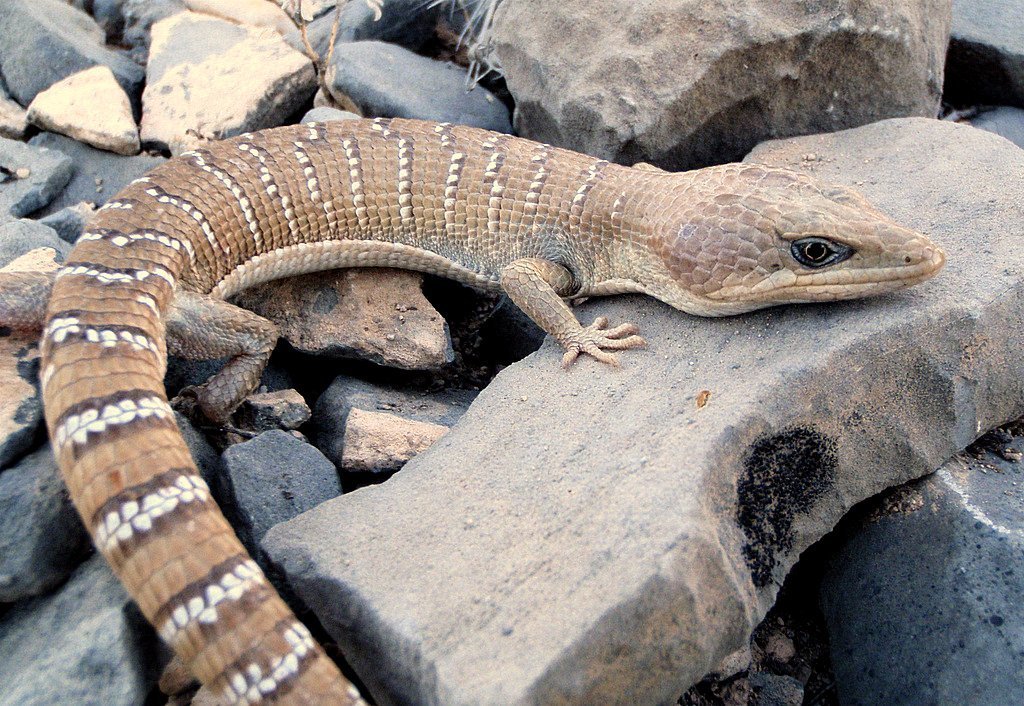Lugo's Alligator Lizard in November 2008 by aambos. Adult male. A ...