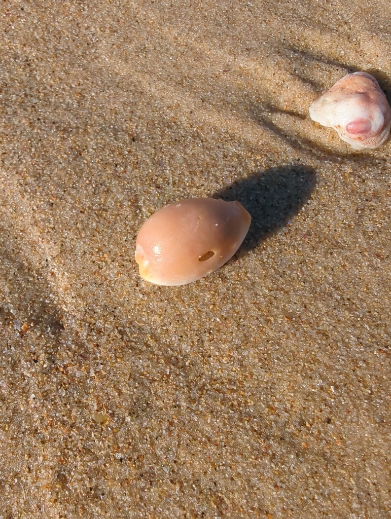 grape cowrie from C227+P5, Valla Beach NSW 2448, Australia on August 8 ...