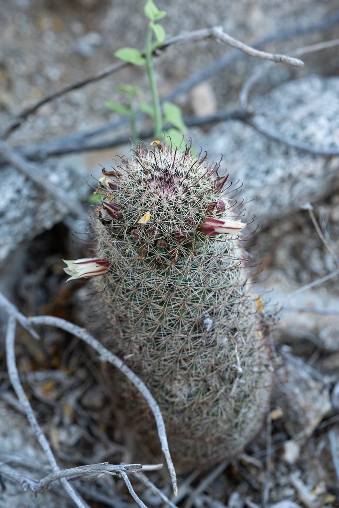 Peninsular fishhook cactus from Anza-Borrego Desert State Park, Borrego ...