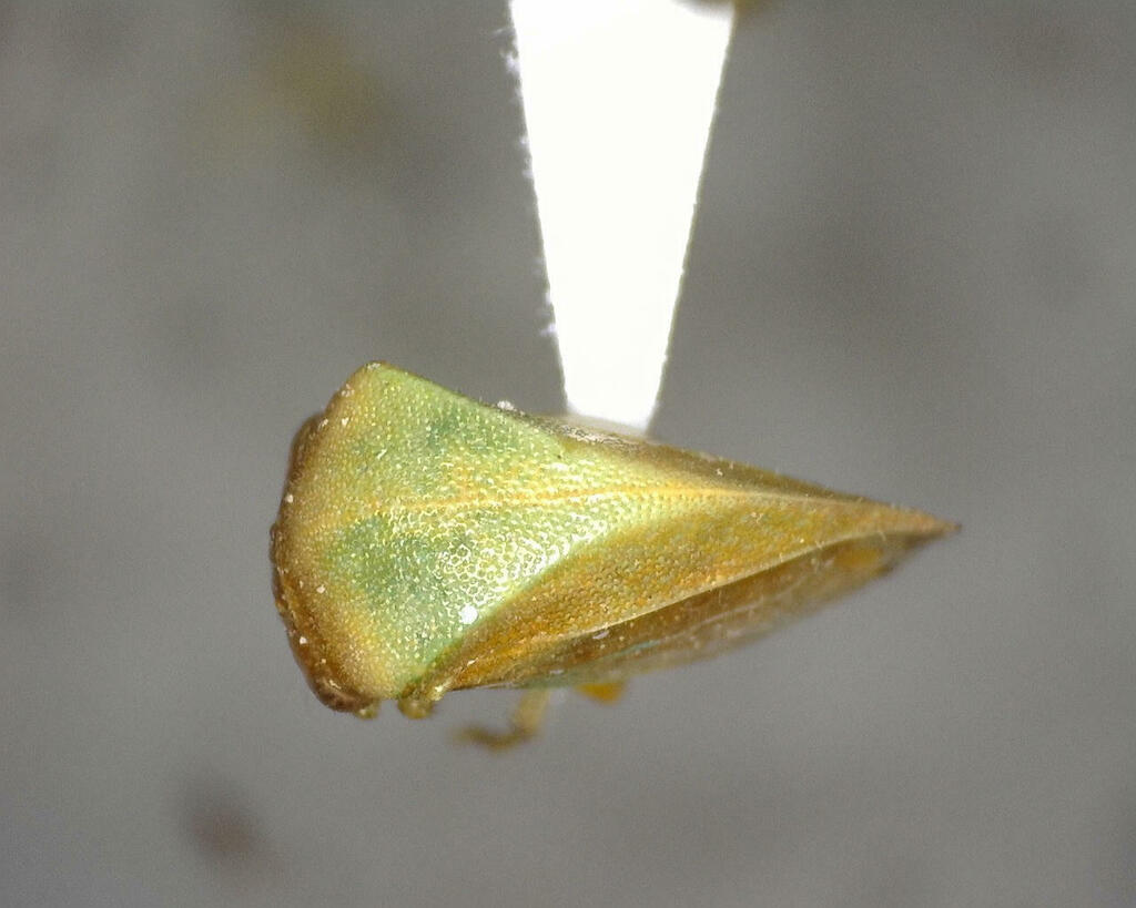 Three-cornered Alfalfa Hopper from Kimble County, TX, USA on July 3 ...