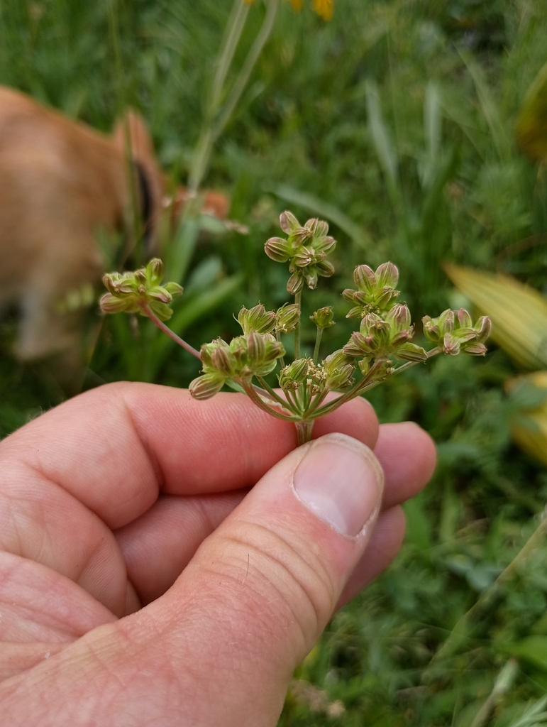 Alpine False Springparsley from San Miguel County, US-CO, US on August ...