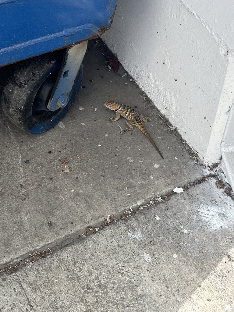 Spiny Lizards from Mora Dr, Santa Fe Springs, CA, US on August 07, 2024 ...