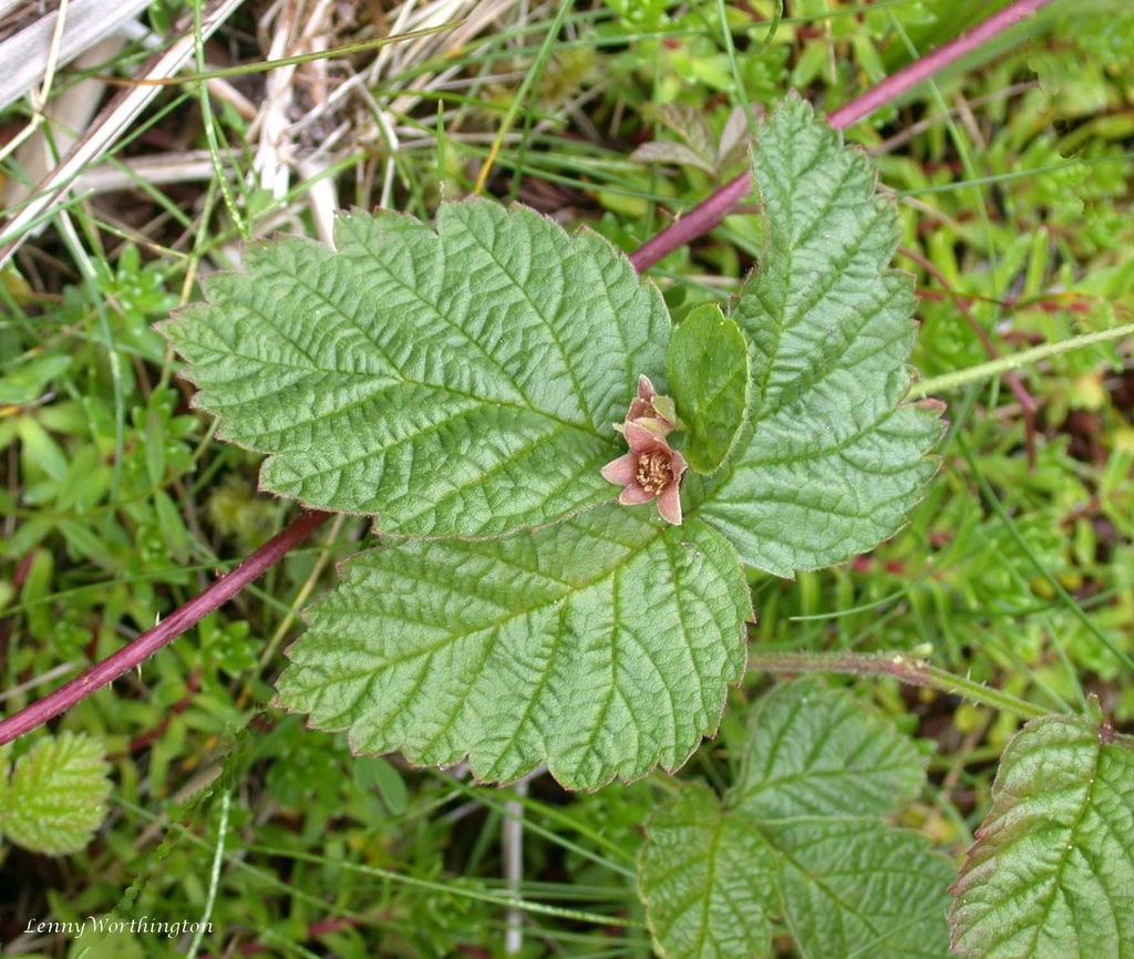 Stone Bramble from Bettyhill Sutherland Scotland on August 6, 2005 at ...