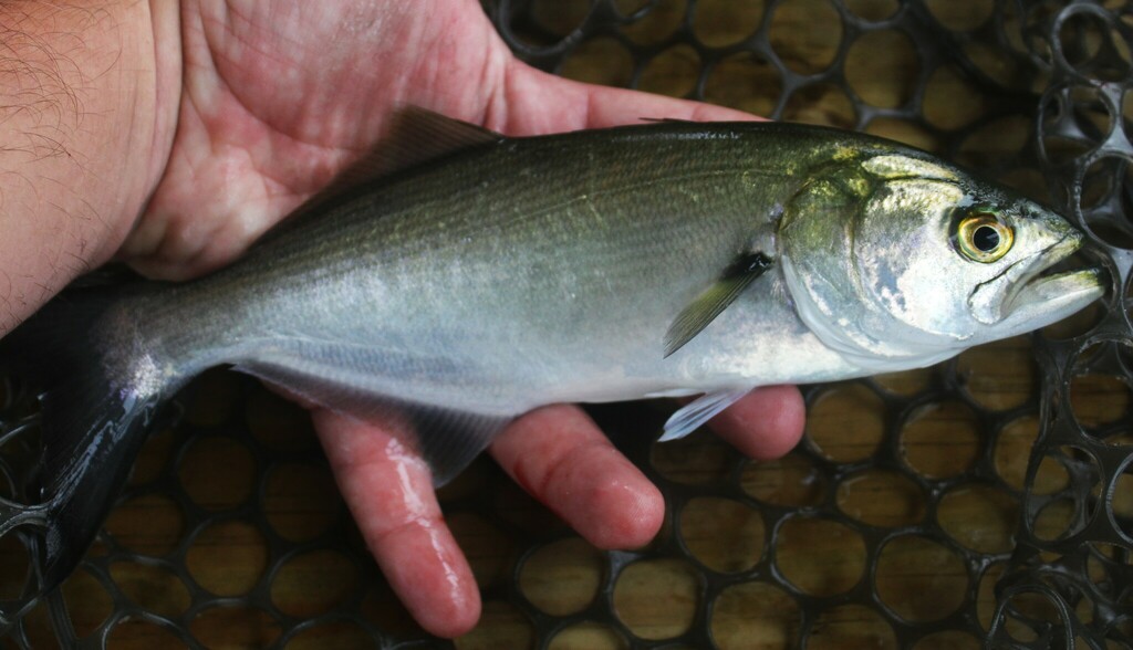 Bluefish from Dare County, NC, USA on August 7, 2024 at 06:44 PM by ...