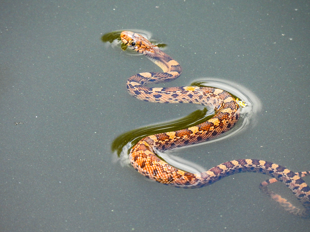 Mexican Bull Snake from Parque Ecológico de Xochimilco, Ciudad de ...