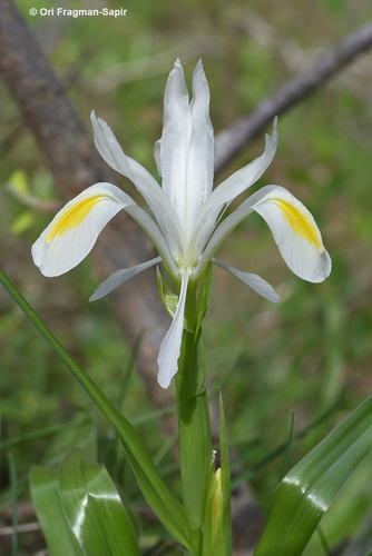 Iris vicaria · iNaturalist