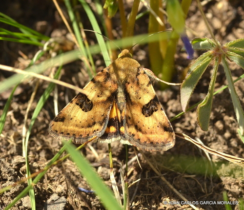 Heliothis australis · iNaturalist