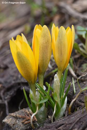 Crocus korolkowii · iNaturalist Mexico