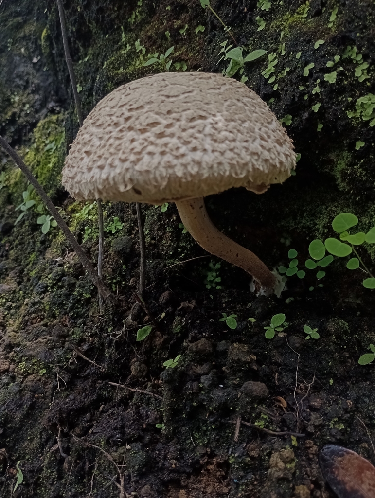 Pineapple Bolete from 63189 Nay., México on August 2, 2024 at 11:21 AM ...
