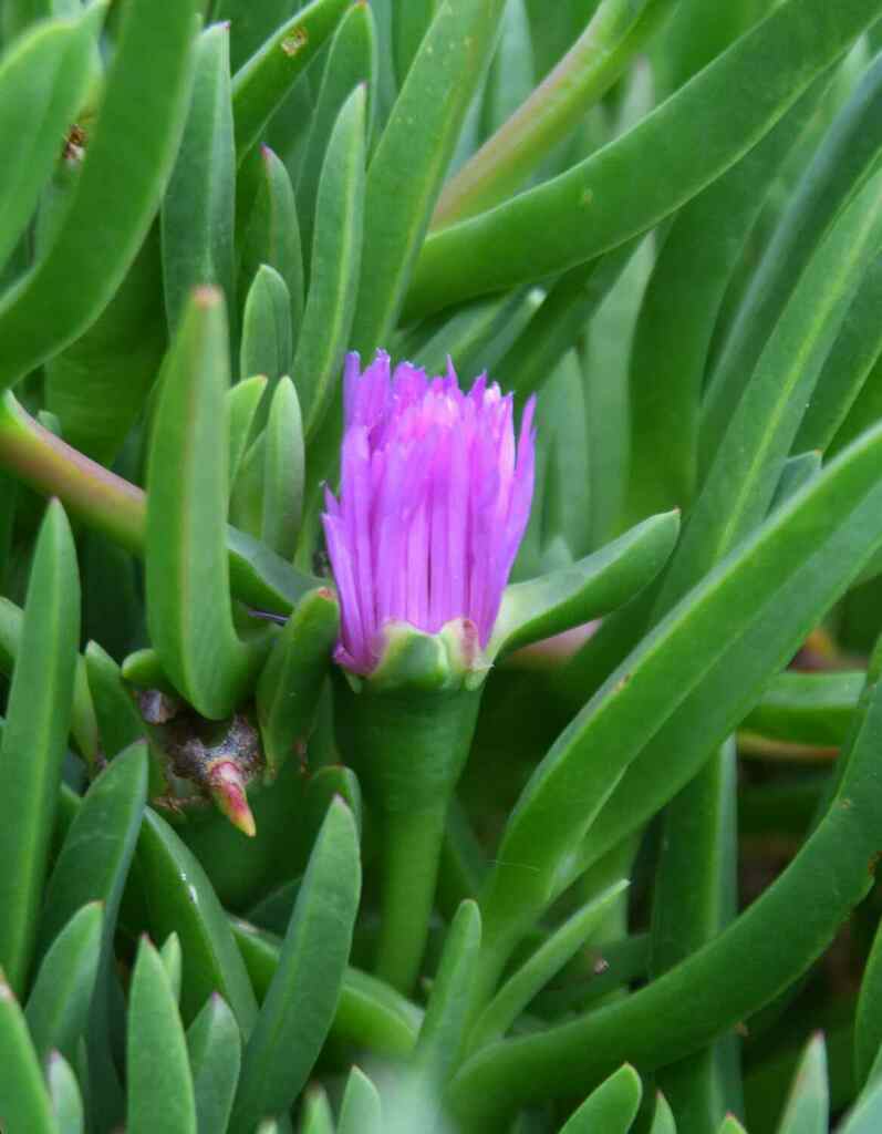sea fig from Budleigh Salterton, Devon, England on August 7, 2024 by ...