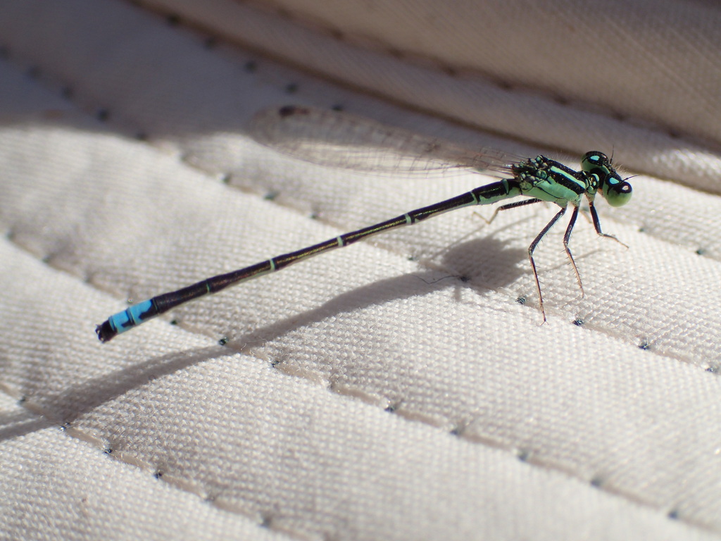 Western Forktail from Presidio of San Francisco, San Francisco, CA, USA ...