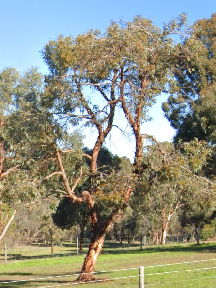 Desert Bloodwood in June 2024 by bald · iNaturalist