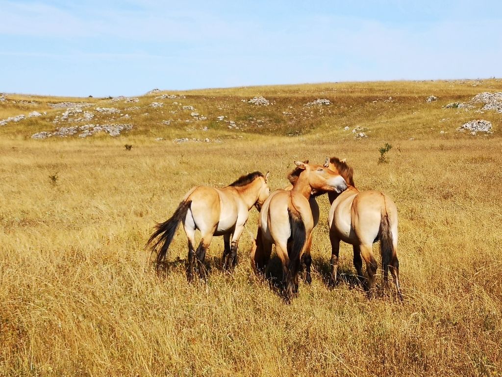 Przewalski's Horse from 48150 Hures-la-Parade, France on August 8, 2024 ...