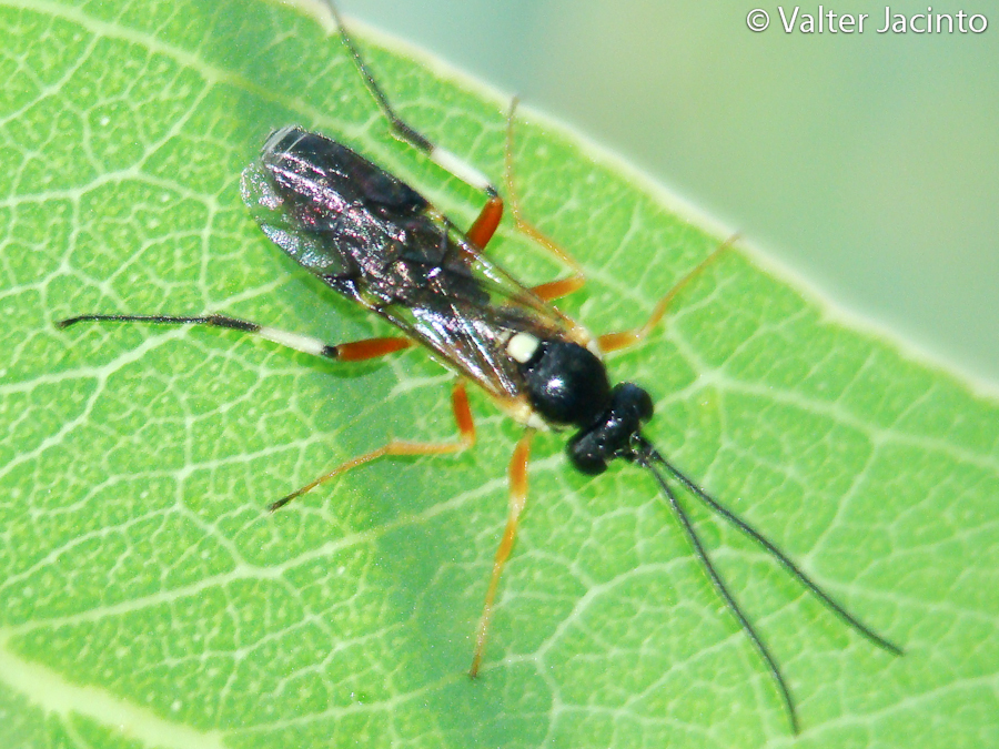 Diplazon tetragonus from Corte do Gago, Faro, Portugal on June 6, 2012 ...