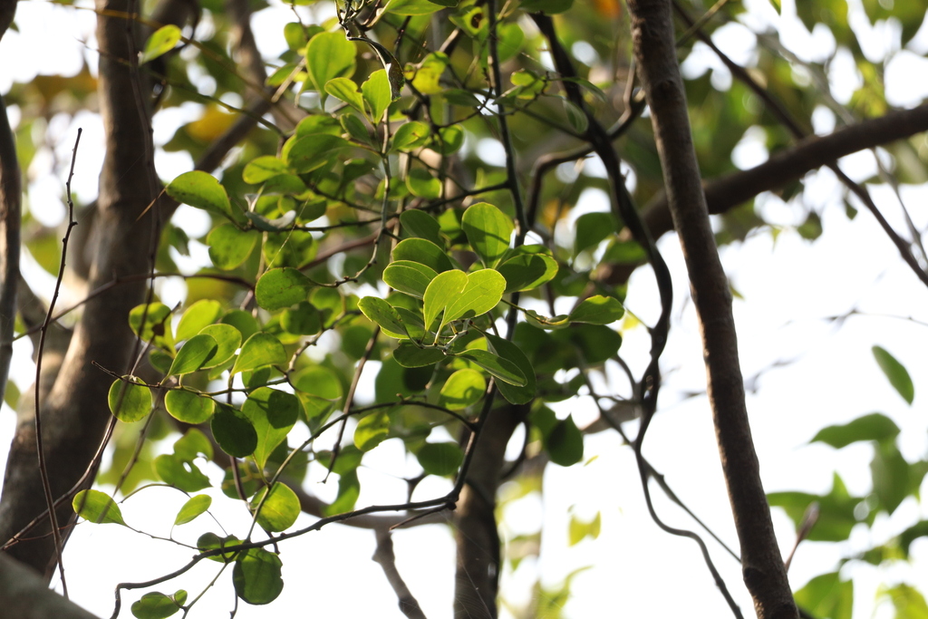 Dendrotrophe varians in March 2024 by Chiu YuHang · iNaturalist
