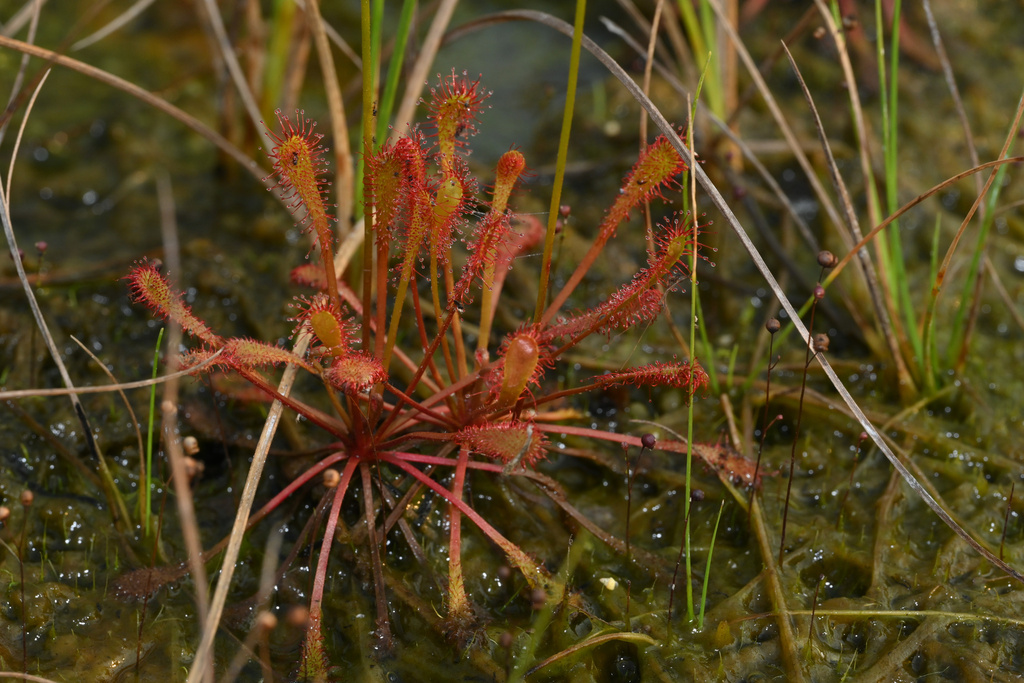 Drosera nidiformis in August 2024 by Alexander Dietrick. First record from Mozambique · iNaturalist
