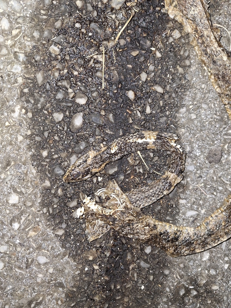 Pryer's Keelback from 155-2 Higa, Kumejima, Shimajiri District, Okinawa ...