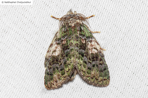 Syntypistis jupiter · NaturaLista Colombia