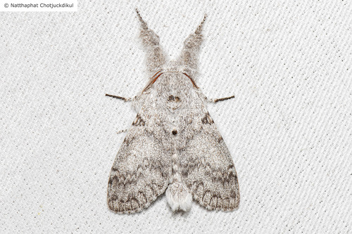 Calliteara lunulata · iNaturalist Mexico