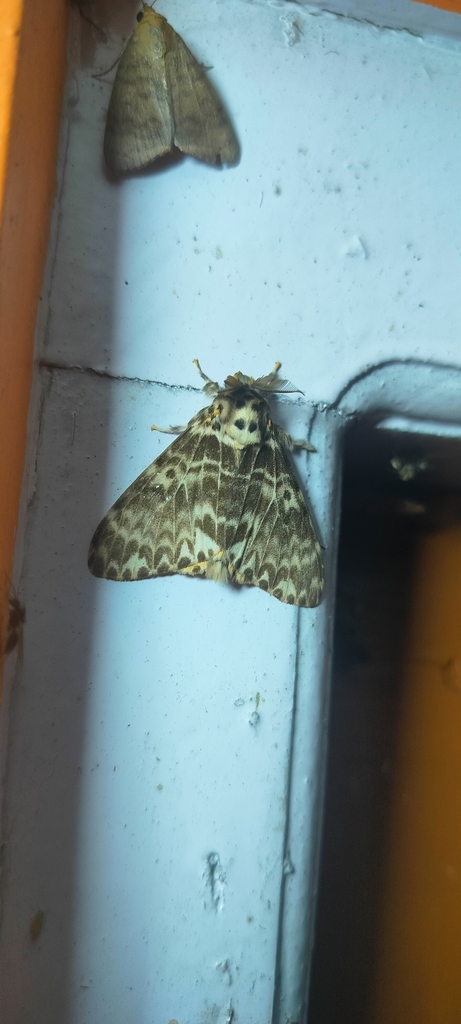 Pink Lymantria Moth from WFPV+CF7, Yang Makum Khasmahal, West Bengal ...