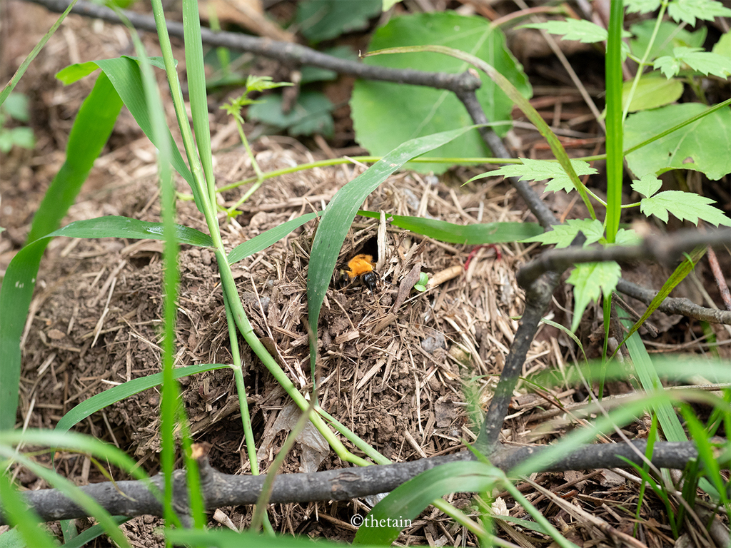 Long-legged Bumble Bee in August 2024 by thetain · iNaturalist