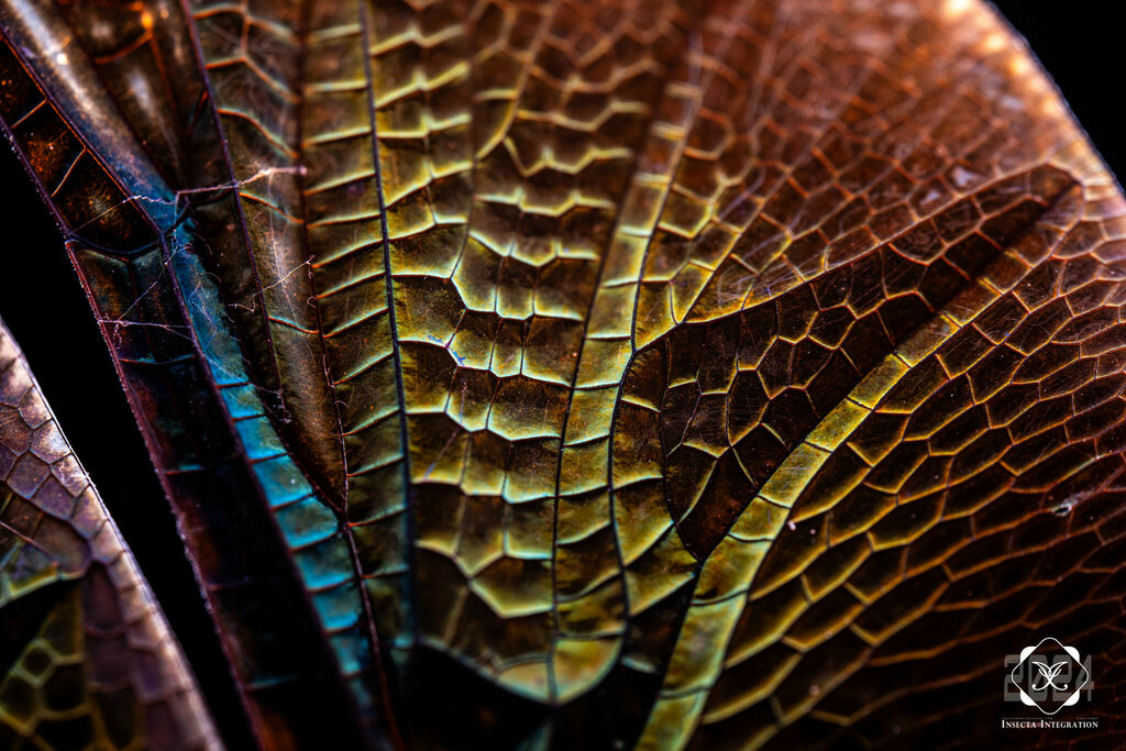 Butterfly Flutterer from 中国江苏省南京市鼓楼区 on August 8, 2024 at 09:33 PM by ...