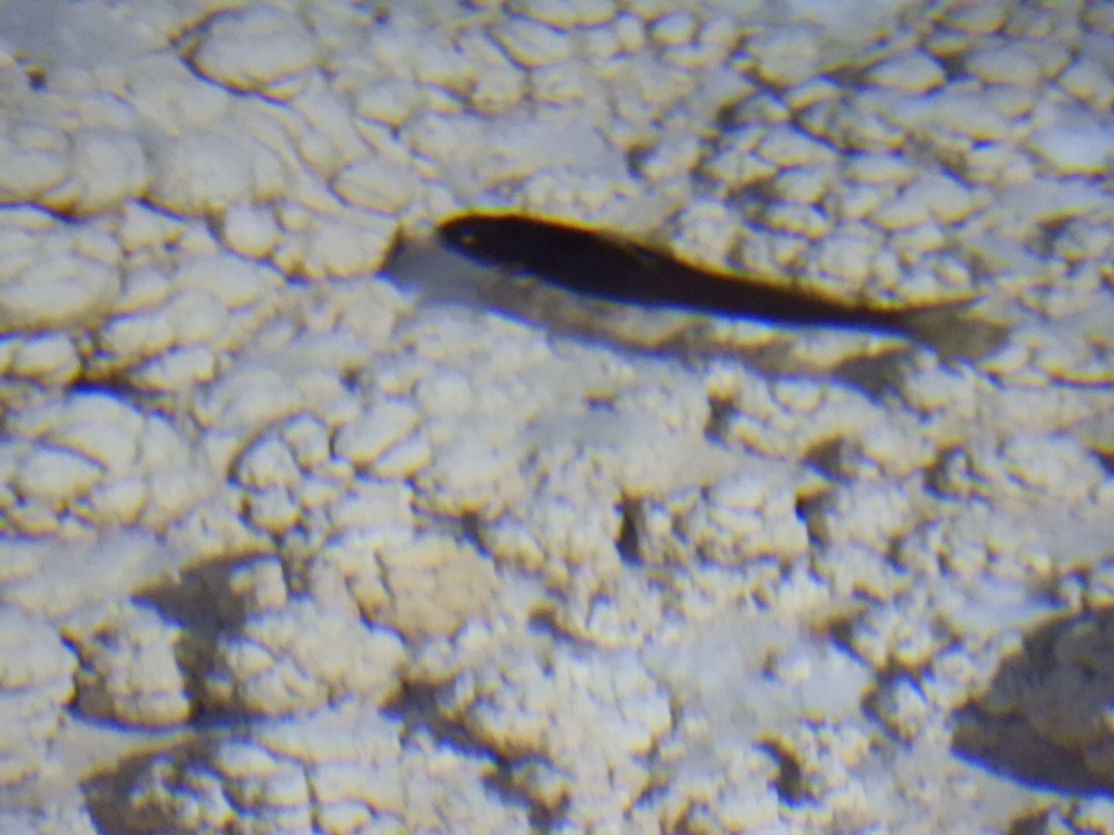 Pale Catfish in June 2019 by Roberto Rojo · iNaturalist