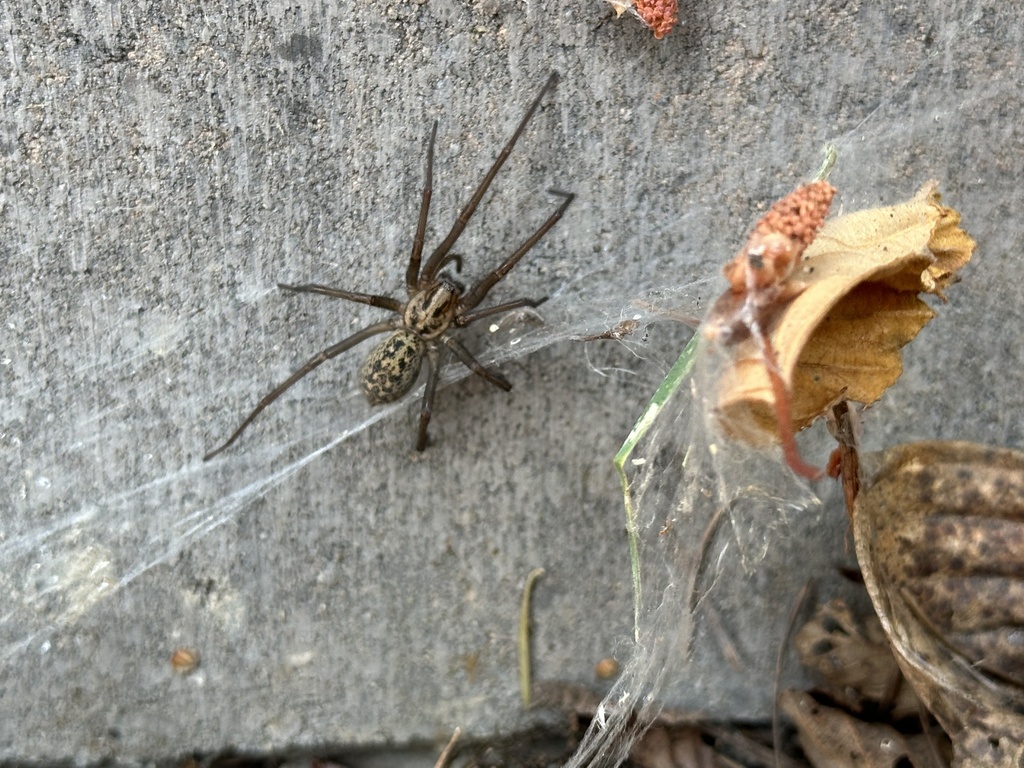 Giant House Spider from 16th Ave SW, Burien, WA, US on August 8, 2024 ...
