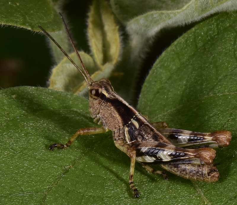 Aztec Spur-throated Grasshopper from parque national huatulco on July 2 ...