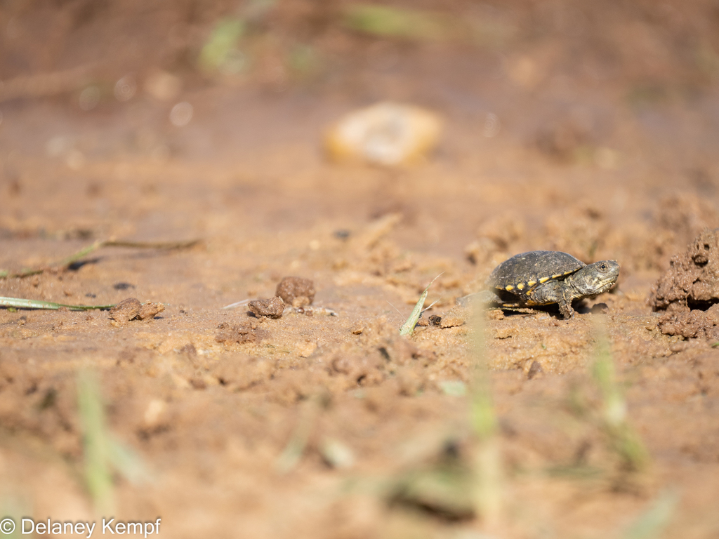 Yellow Mud Turtle from Farm to Market Rd 1017, Hebbronville, TX 78361 ...