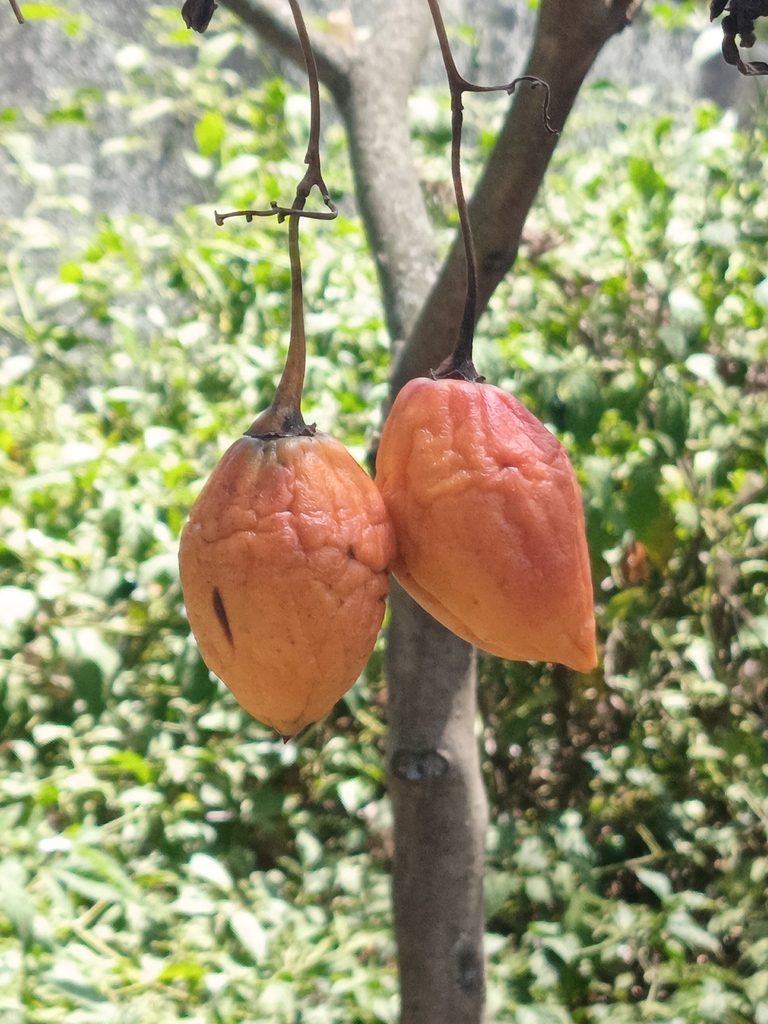 tamarillo from RG77+F7F, Quito 170135, Ecuador on August 8, 2024 at 01: ...