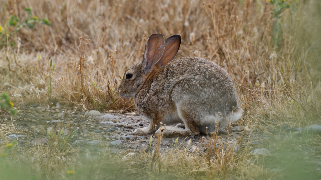 Desert Cottontail from Merced County, CA, USA on May 18, 2019 at 02:28 ...