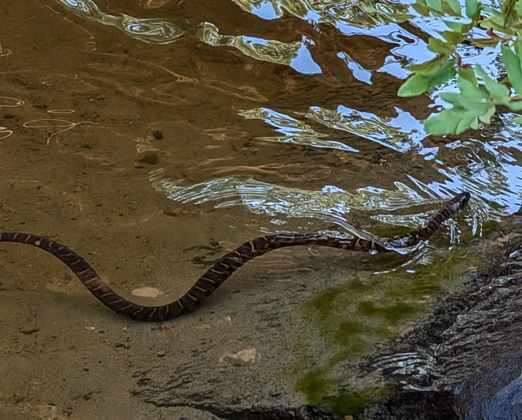 Common Watersnake from Parry Sound, CA-ON, CA on August 7, 2024 at 03: ...