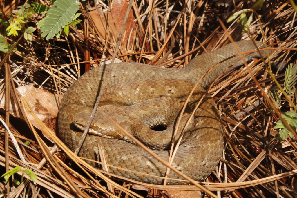 Campbell's Rattlesnake in August 2024 by Pablo Campbelli. lifer, from ...