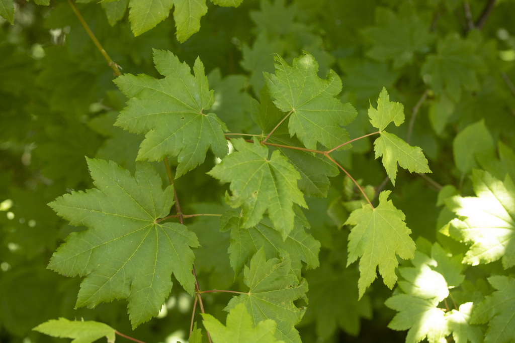 Vine Maple from Cowlitz County, WA, USA on May 31, 2024 at 02:45 PM by ...