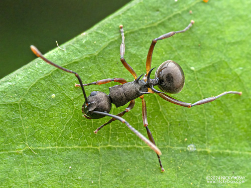 Mucronata-group Spiny Ants (Complex Polyrhachis mucronata) · iNaturalist