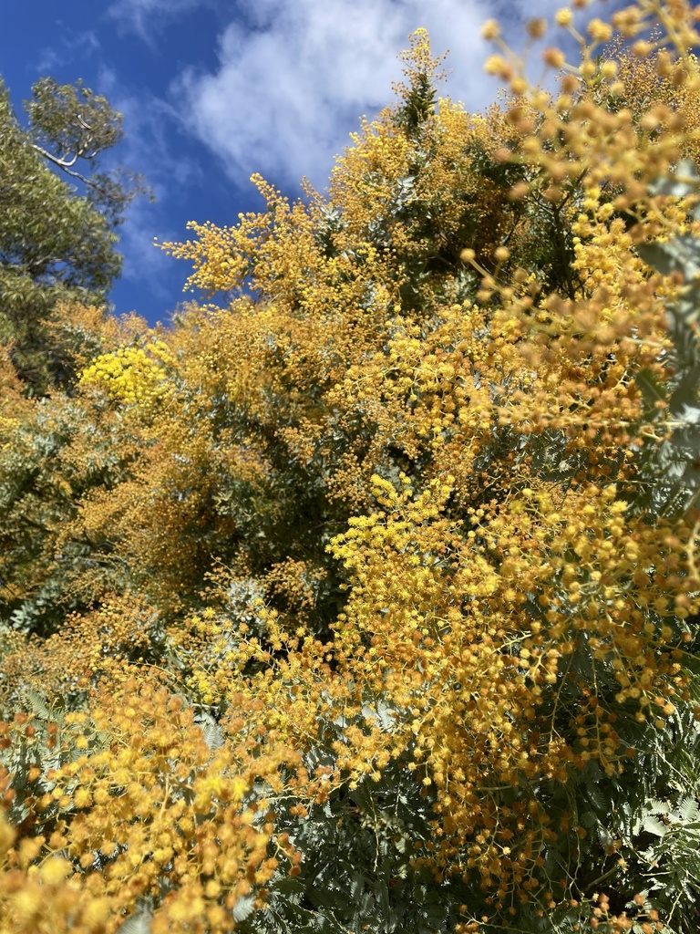 Cootamundra wattle from Queens Domain, Queens Domain, TAS, AU on August ...