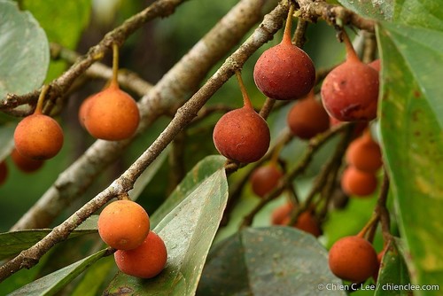 Ficus parietalis · iNaturalist